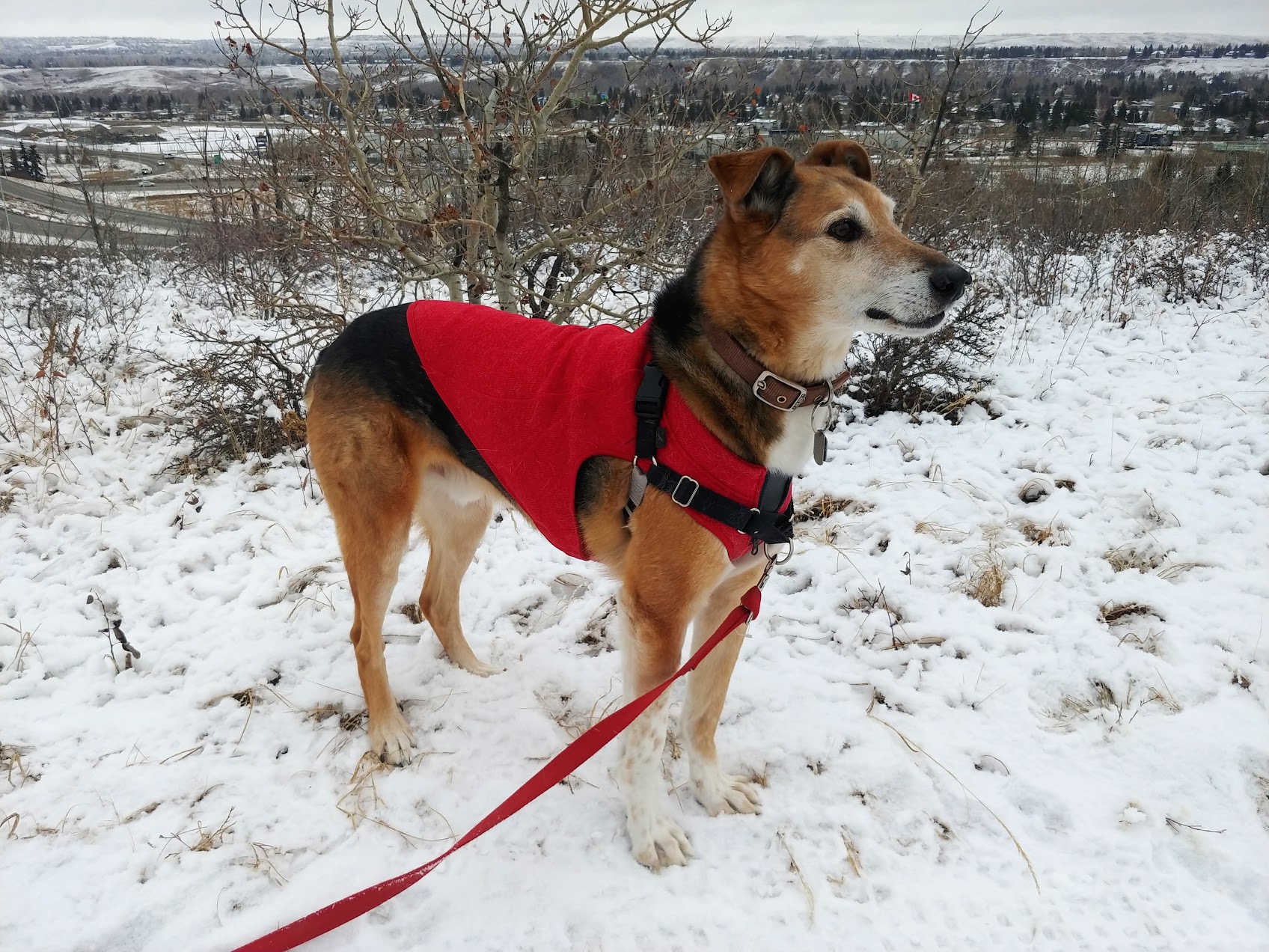 2020/21 Season Preview: New Skins, a Beacon, and a Cute Dog ...